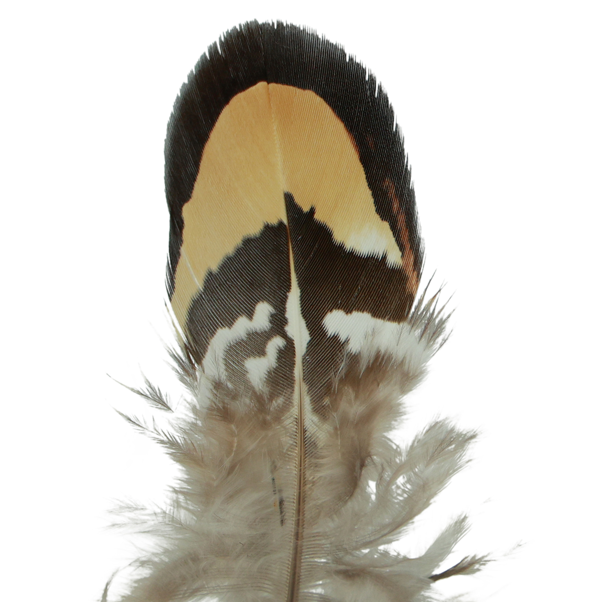 Floristik21.de Echte Vogelfedern Deko Federn gestreift 3-4cm 60St-22423807