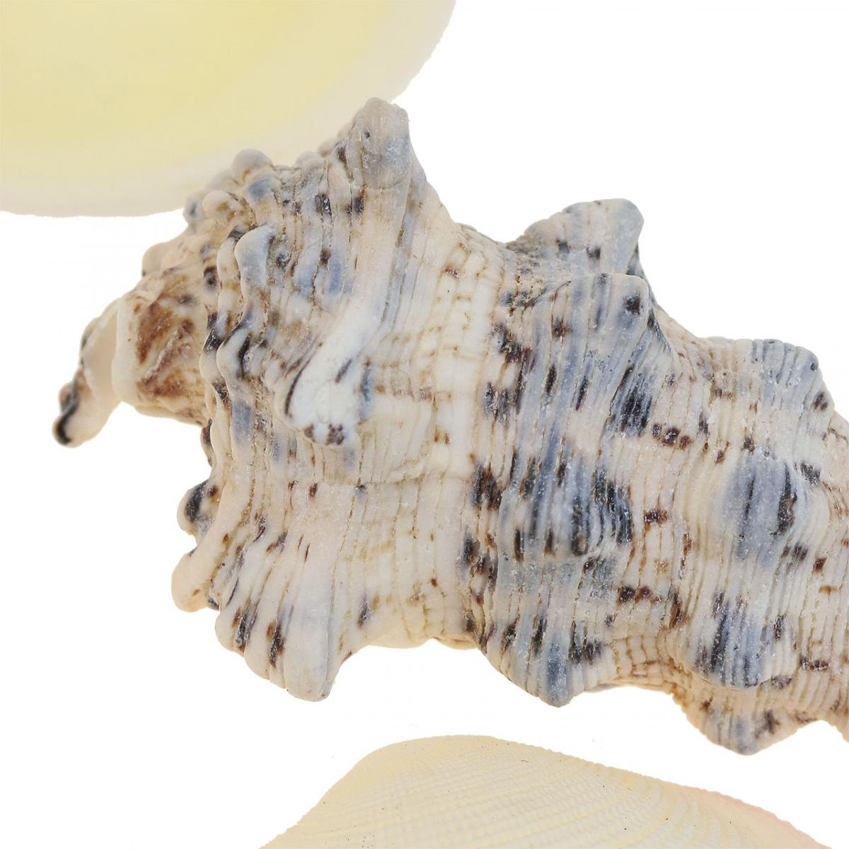Floristik21.de Maritime Deko Muscheln Schneckenhäuser Streudeko 600g ...