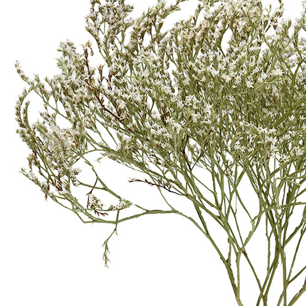 Floristik21.de Strandflieder Statice Tatarica Trockenblumen Natur 2kg