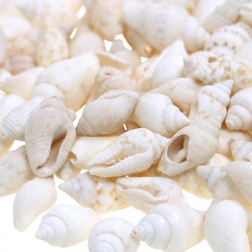 Floristik21.de Naturdeko Muscheln Nassa Maritime Deko Weiß 8-15mm 1190g