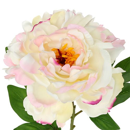 Floristik21.de Pfingstrose Creme-Rosa 78cm